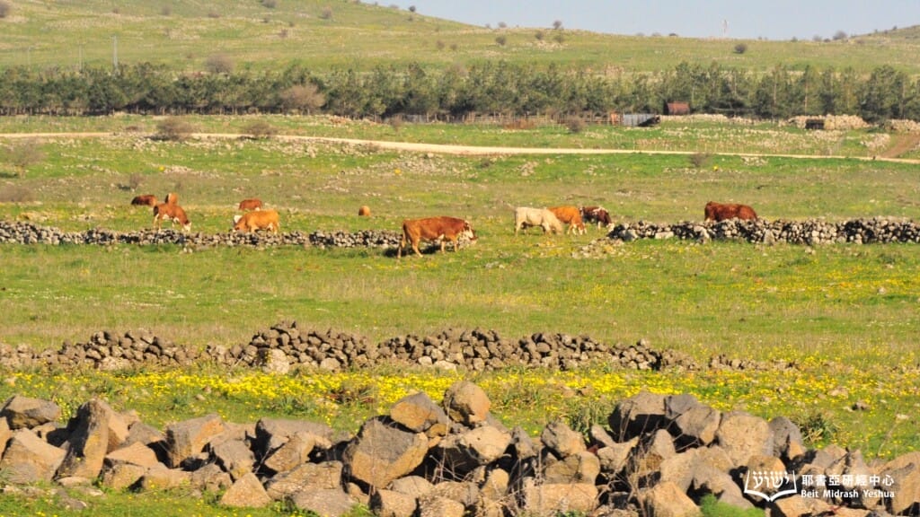 以色列（加利利地區）相片集 | 耶書亞研經中心